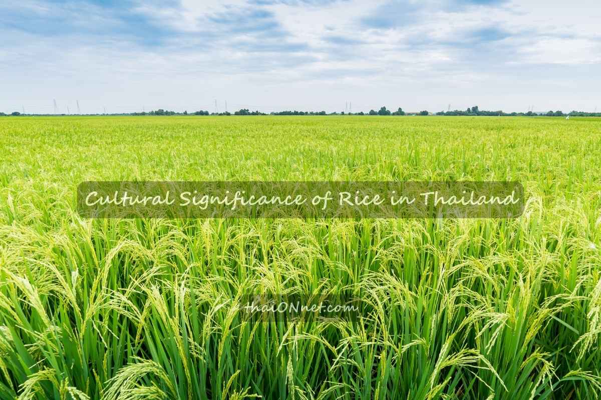 The Cultural Significance Of Rice In Thailand